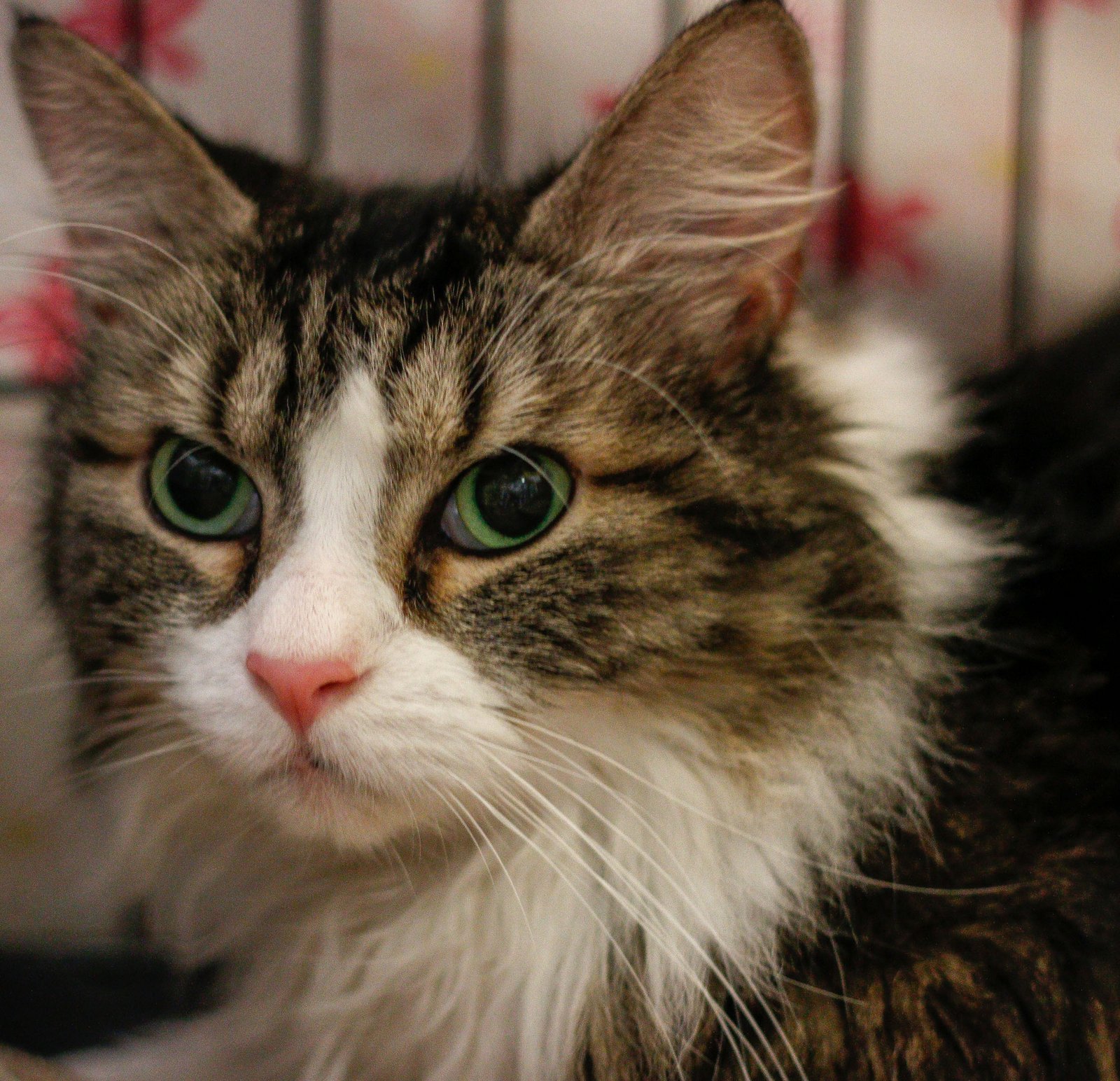 Adopt a Senior Pet Month | Multnomah County